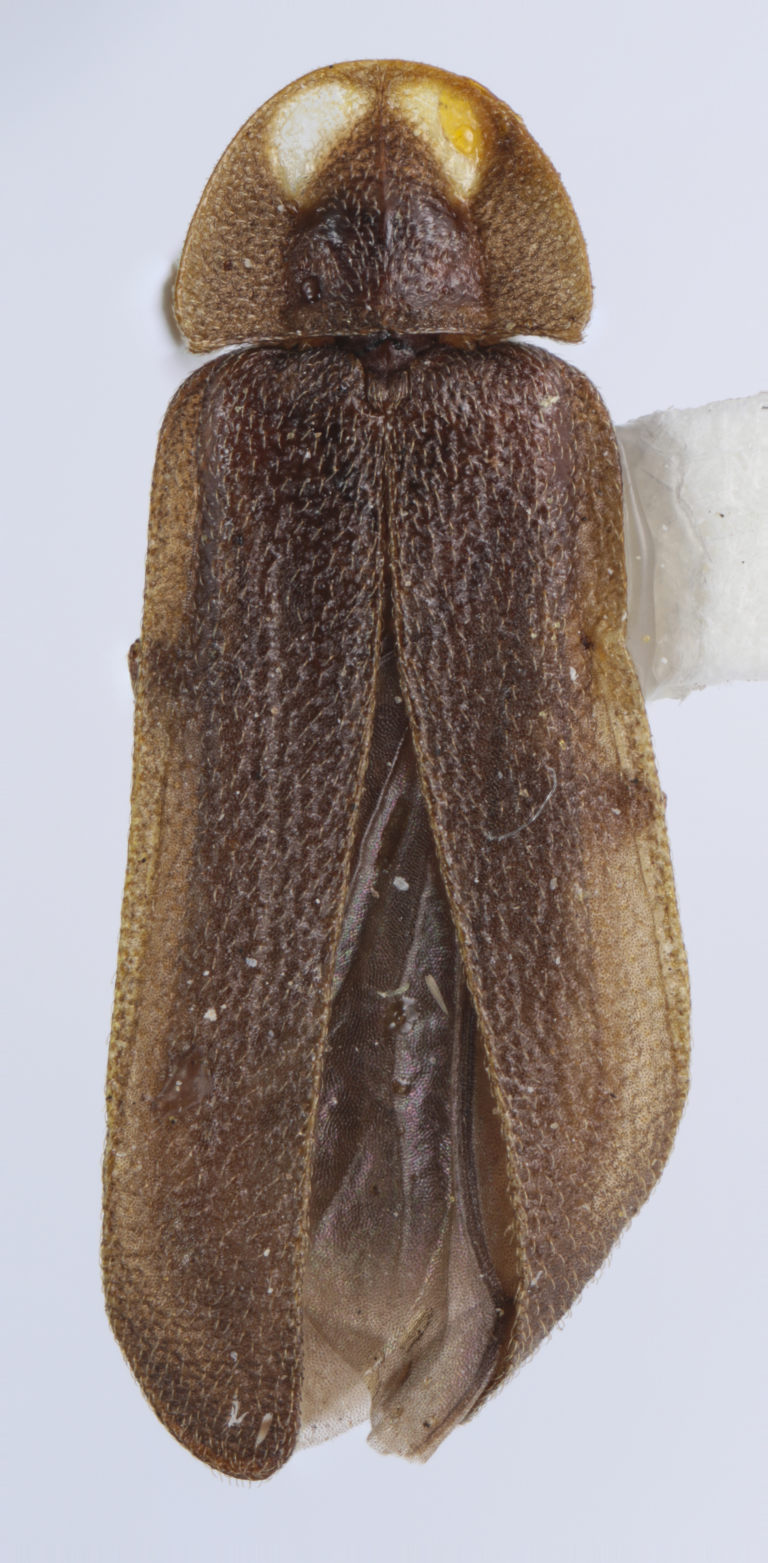 Pacific Northwest fireflies: Myth or reality? - Firefly Atlas