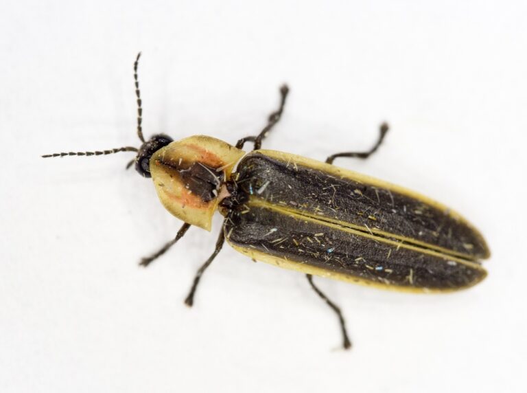 Pacific Northwest fireflies: Myth or reality? - Firefly Atlas