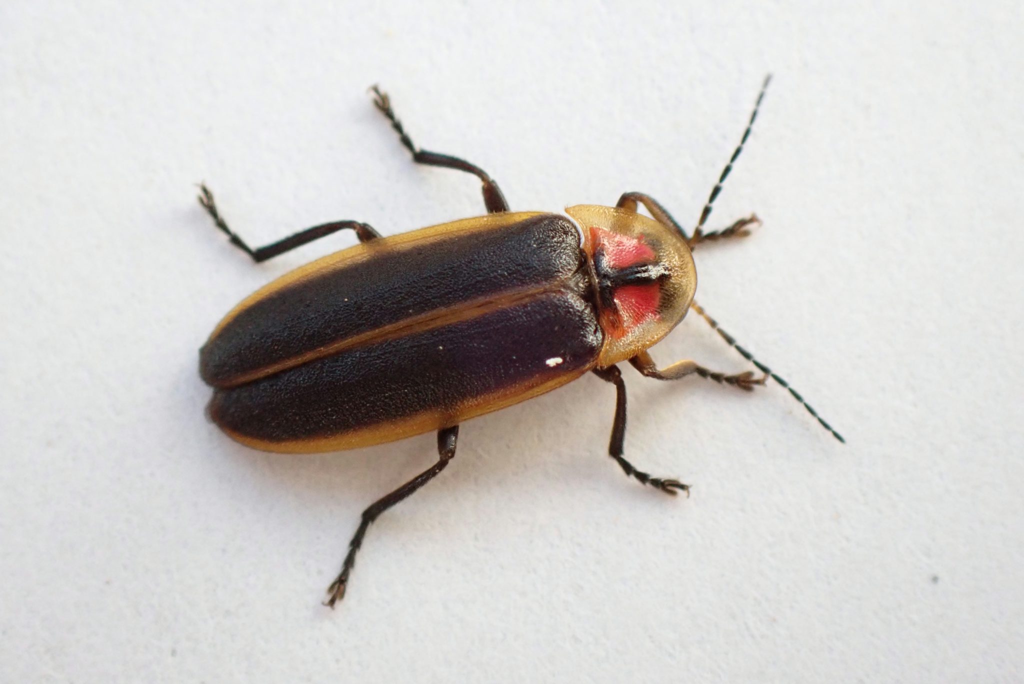 Firefly Atlas 2024 Year in Review - Firefly Atlas