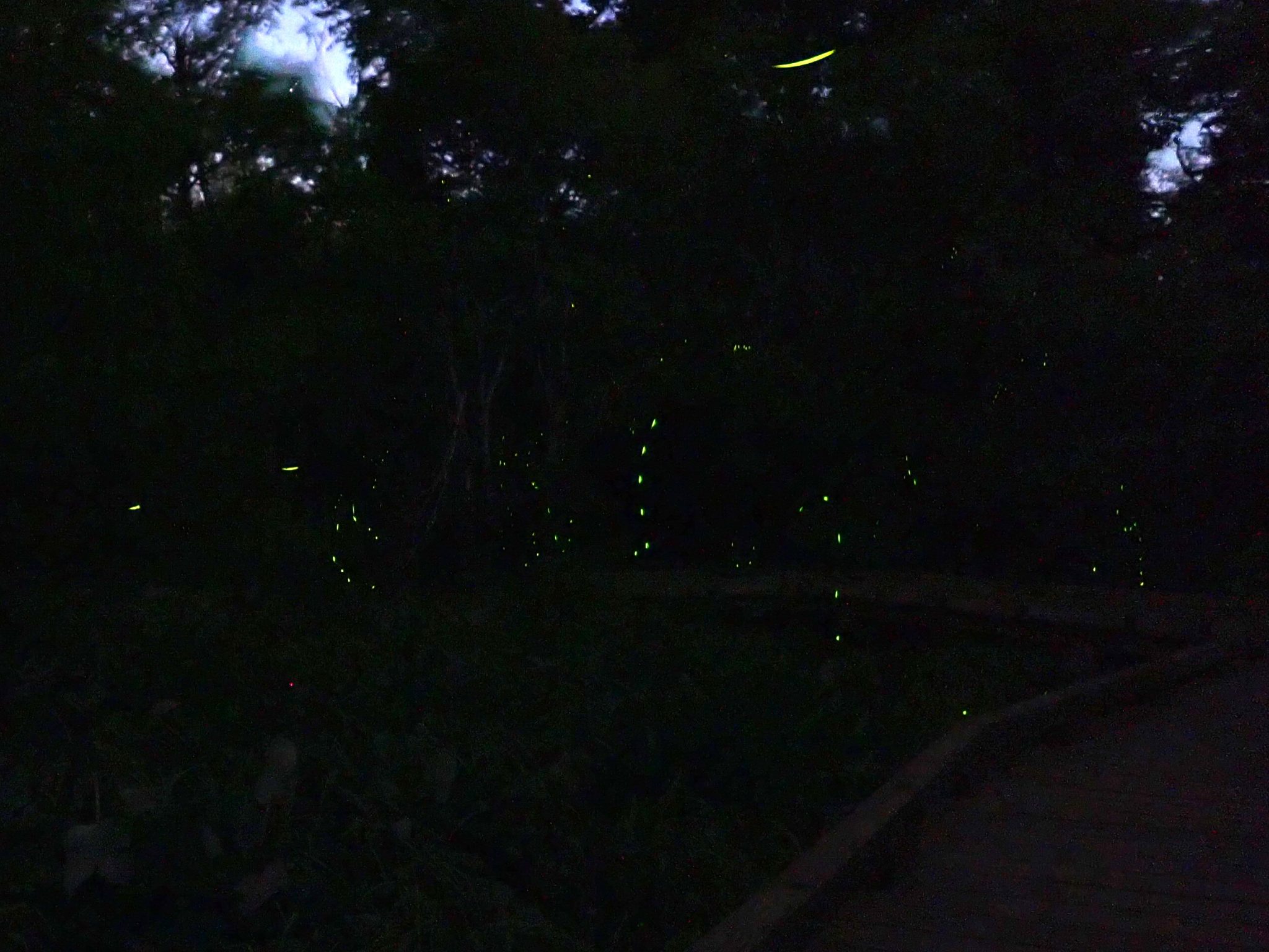 Firefly Atlas 2024 Year in Review - Firefly Atlas