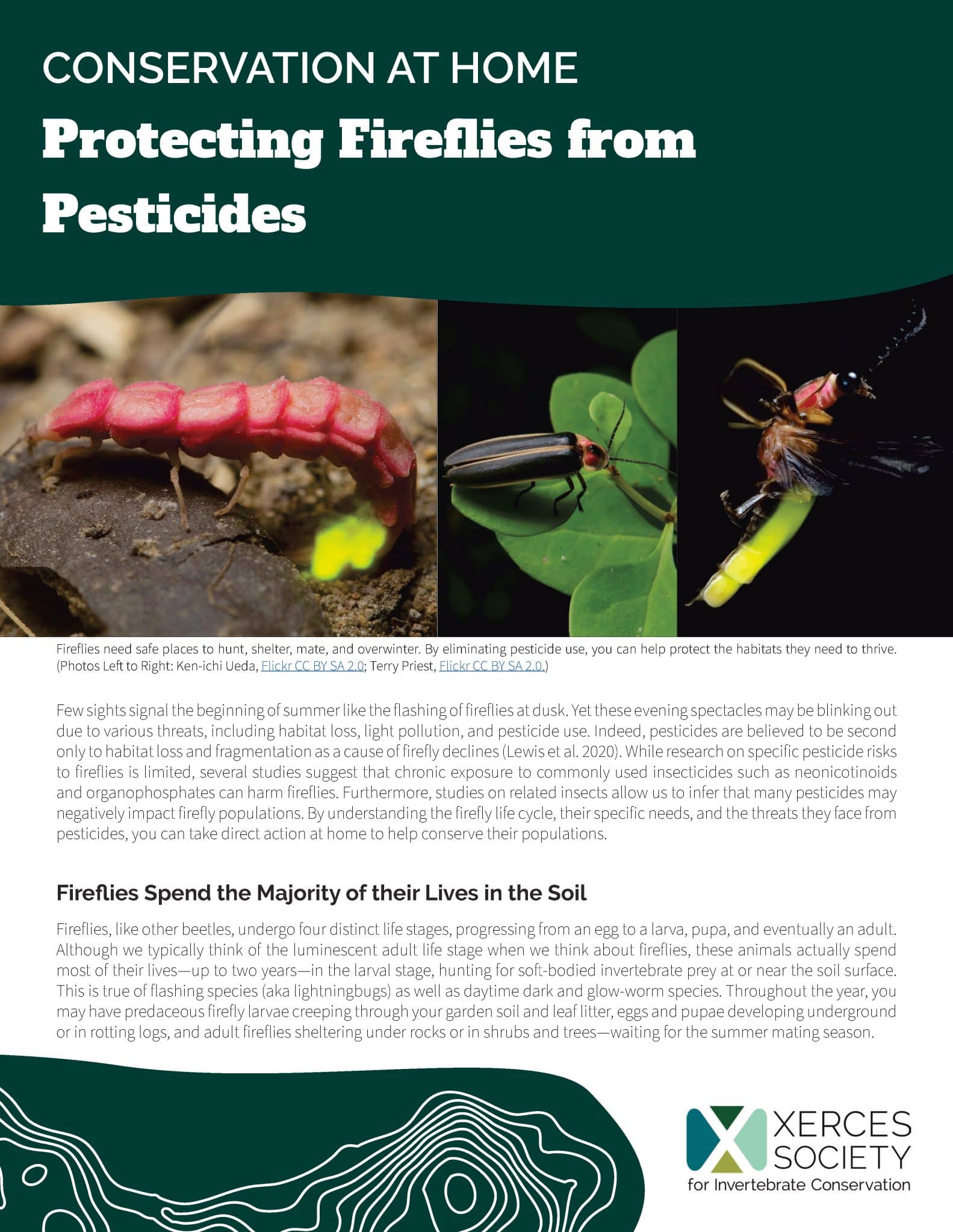 Conservation Guidance - Firefly Atlas