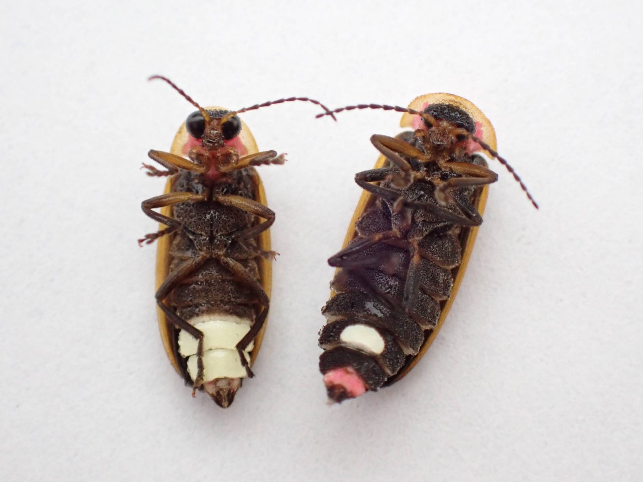 Southwest spring firefly - Firefly Atlas