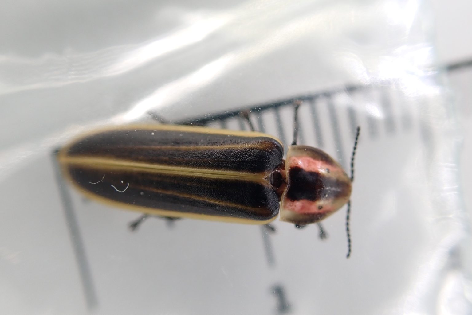 Observation: Pyractomena ecostata - Firefly Atlas