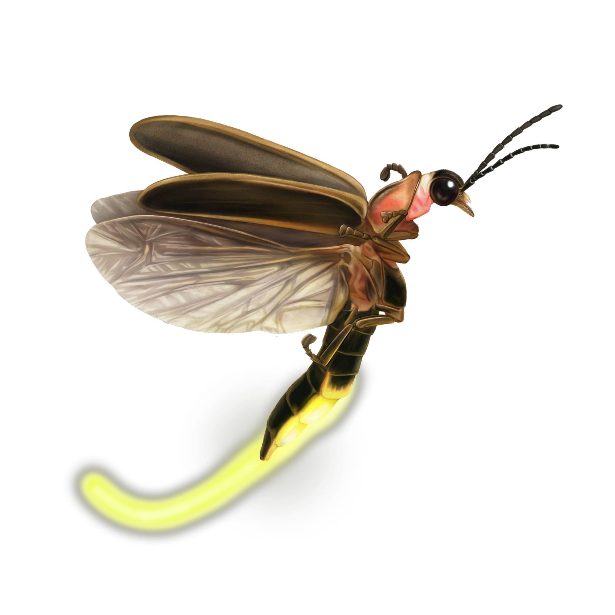 Crazy Horse firefly - Firefly Atlas